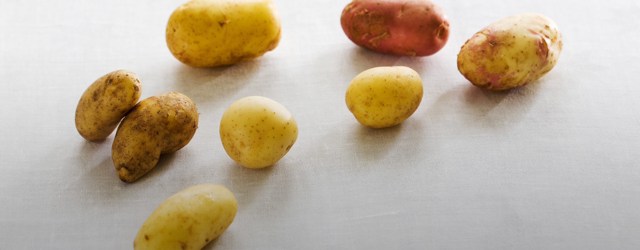 Potatisskola – Svensk Potatis